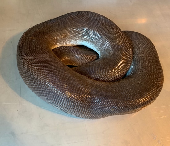Super Cinnamon (Kinked) Ball Python by Sangre De Serpent