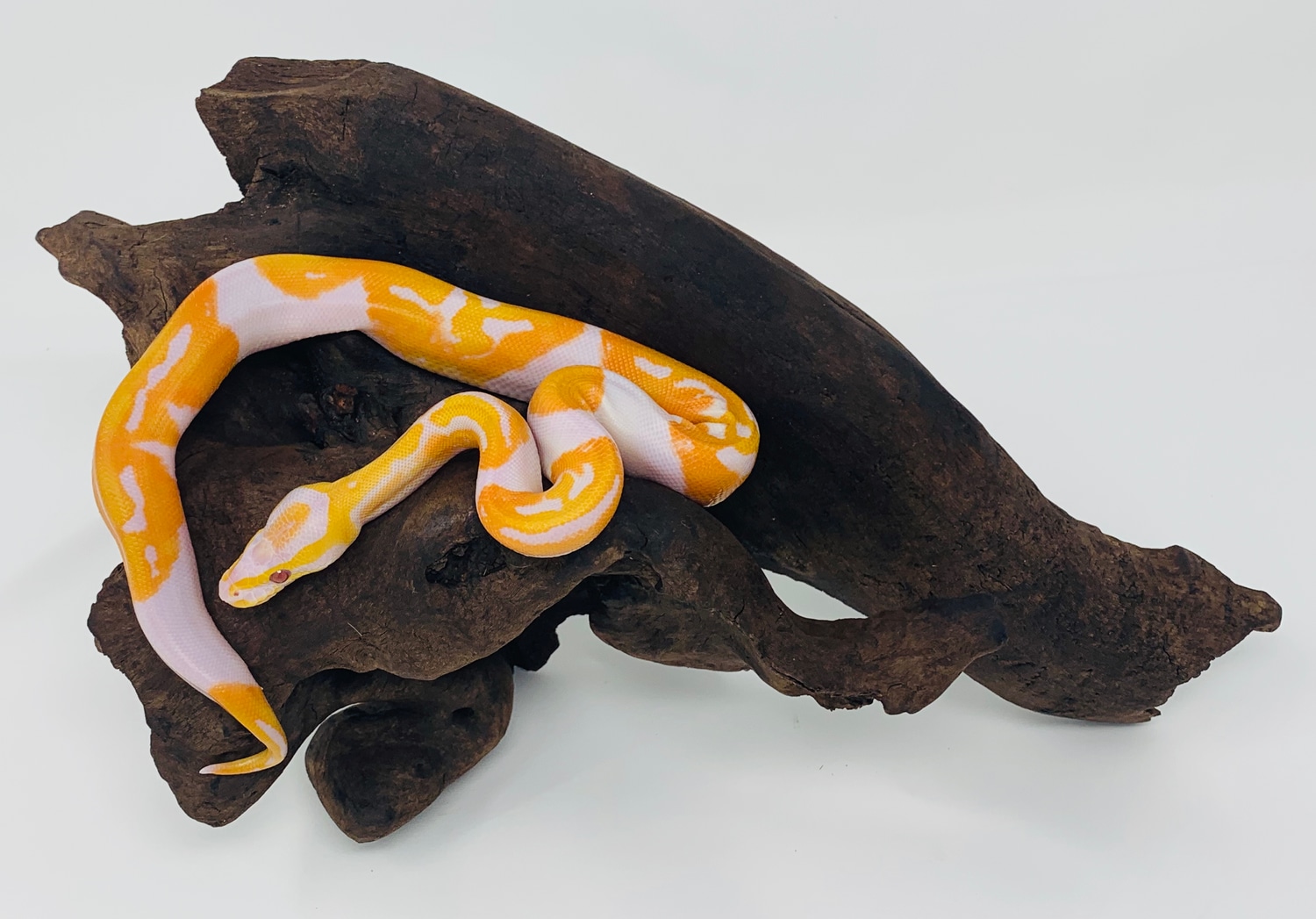 Dreamsicle Ball Python by Sangre De Serpent - MorphMarket