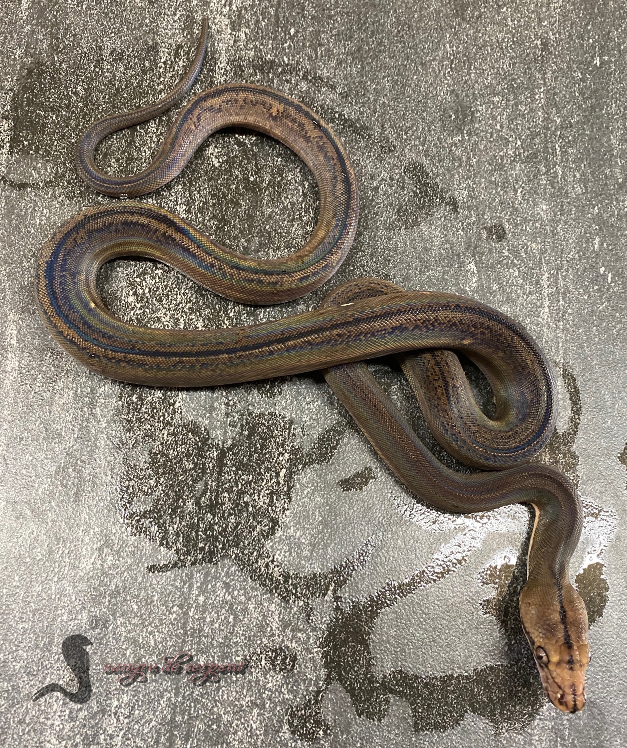 Goldenchild Tiger DH Albino/Pied Reticulated Python by Sangre De ...