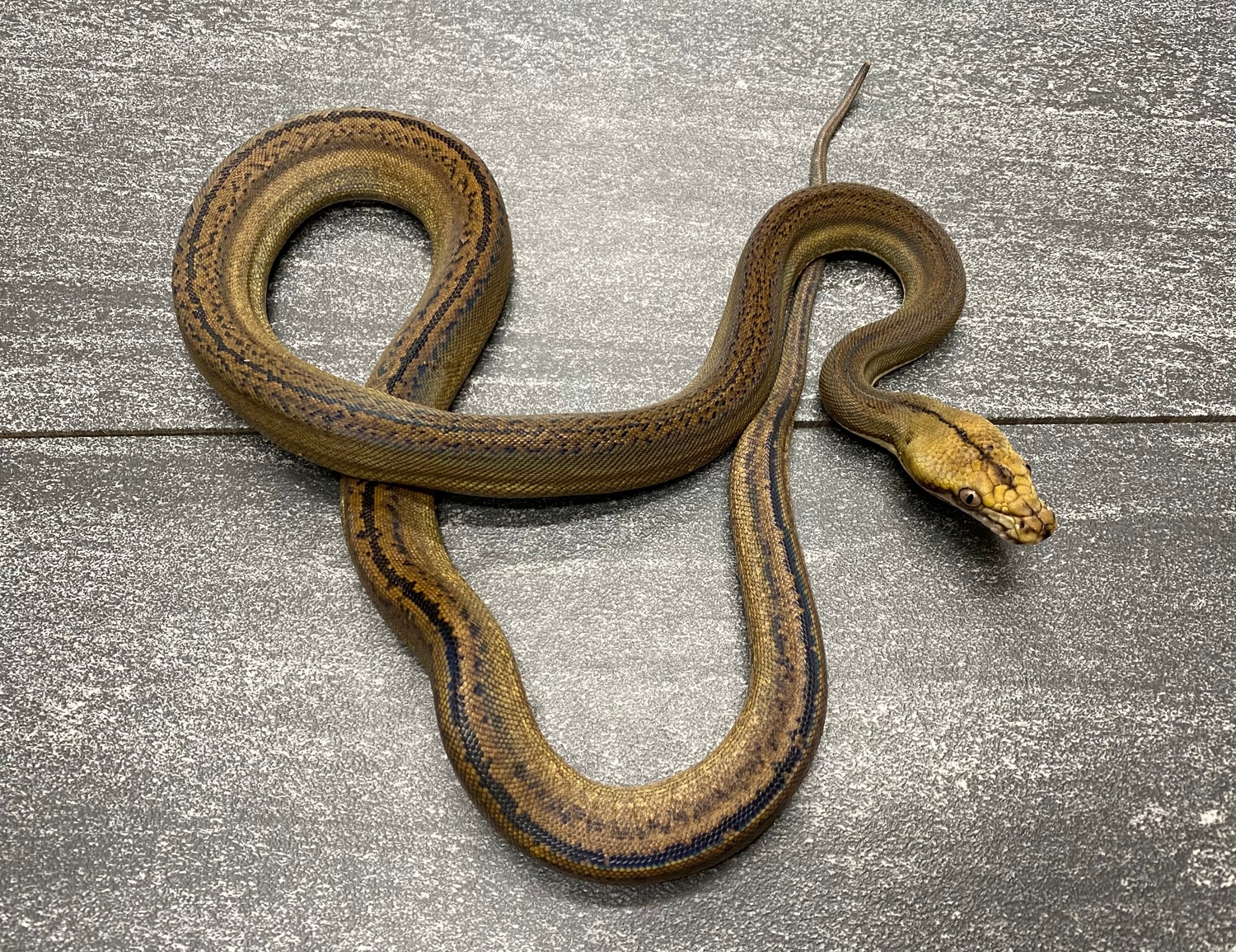 Goldenchild Tiger DH Blonde/Purple Albino PH Orange Ghost Stripe ...