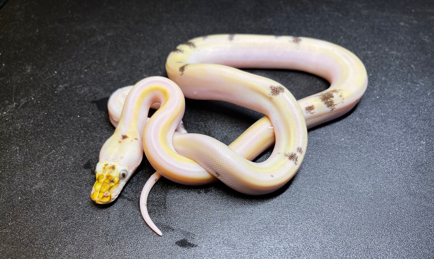 Cow Paradox Reticulated Python by Sangre De Serpent - MorphMarket