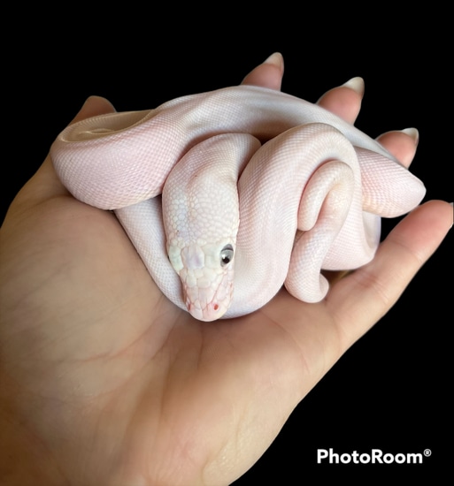 GoldenChild Cow Reticulated Python by Sangre De Serpent