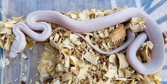 Goldenchild Cow Reticulated Python by Sangre De Serpent