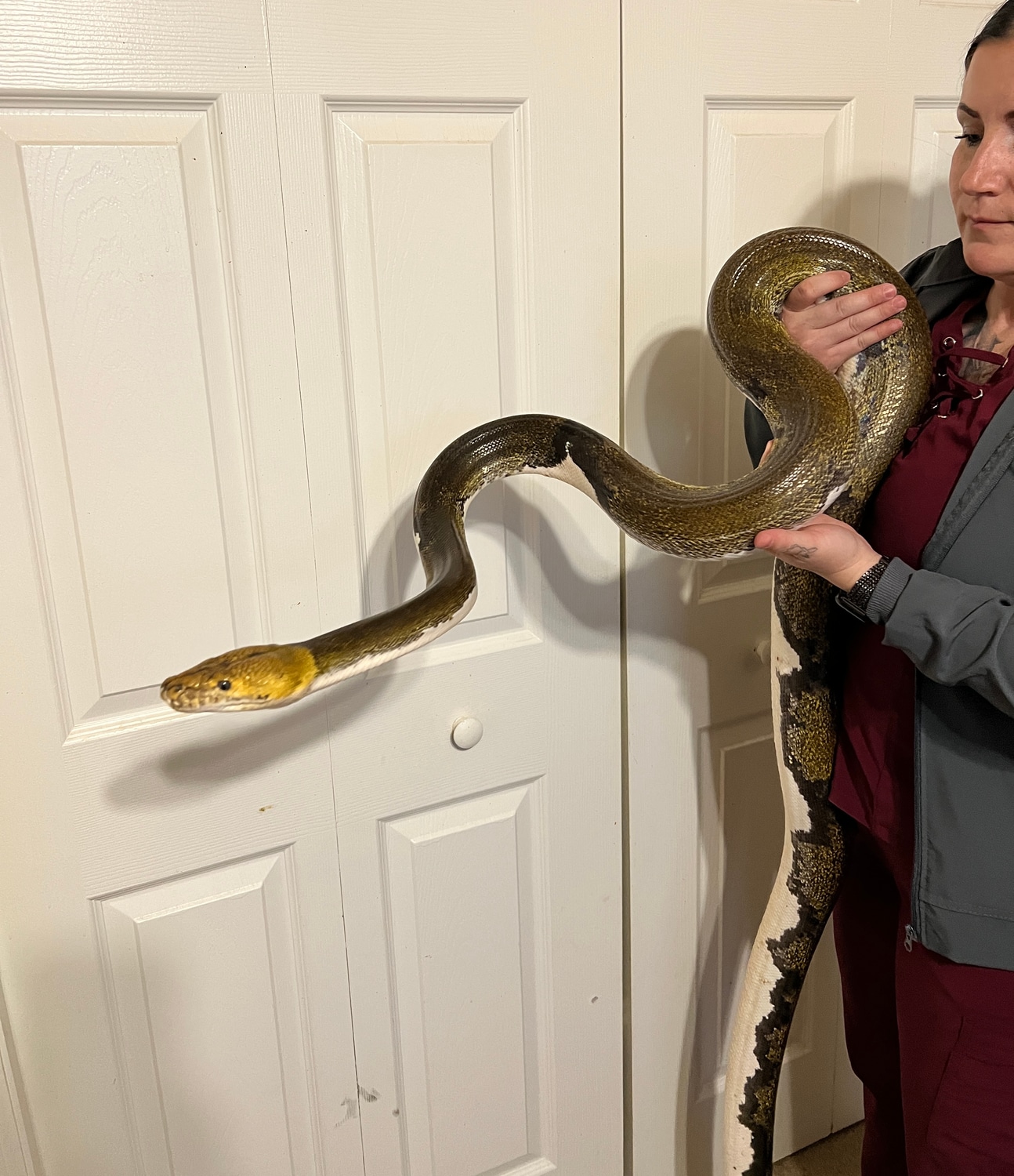 Goldenchild Platinum Tiger Pied Het Albino Reticulated Python by Sangre ...