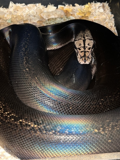 Goldenchild Motley Het Mocha/Albino Reticulated Python by Sangre De Serpent