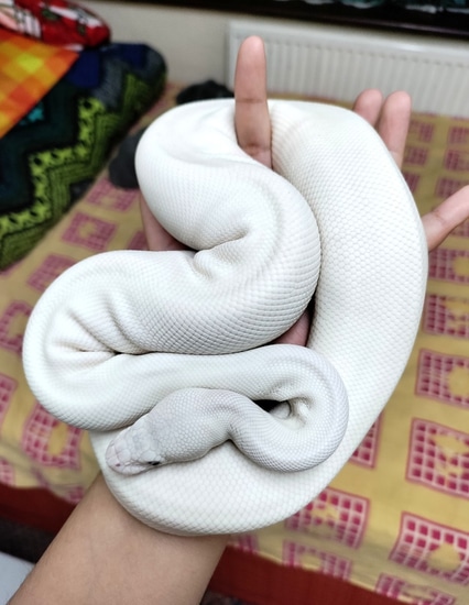 Blue Eyed Lucy Ball Python by SM Pets