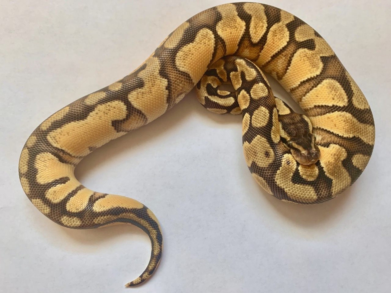 Orange Dream Enchi Yellow Belly 66% Het Albino Ball Python by Santana ...