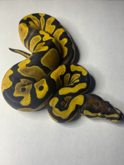 Scalelesshead Lucifer Ball Python by Santana Serpents