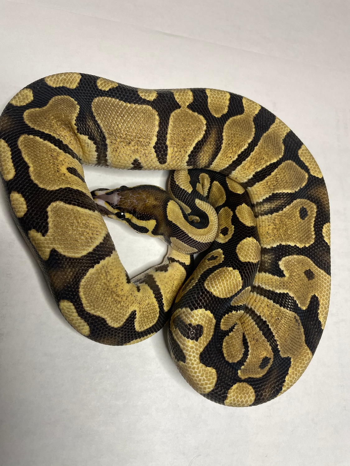 Scalelesshead Lucifer Ball Python by Santana Serpents - MorphMarket