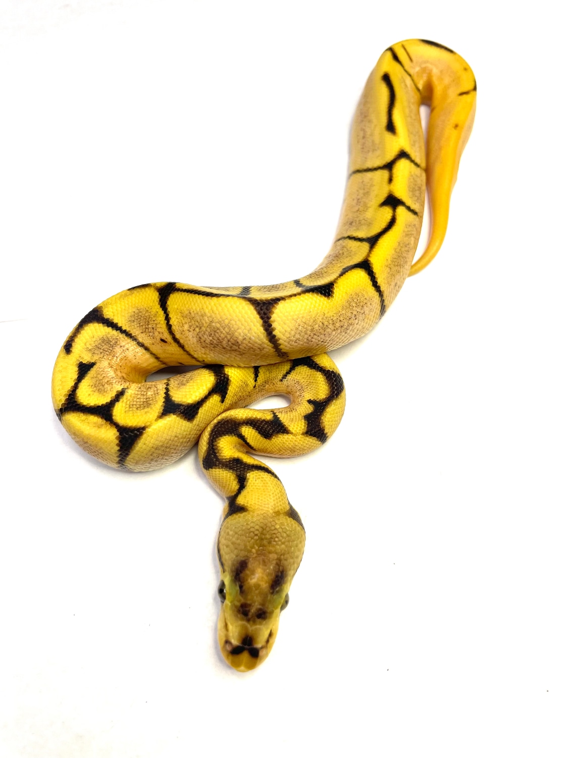 Spider Orange Dream Yellowbelly Pos Het Albino Ball Python by Santana ...