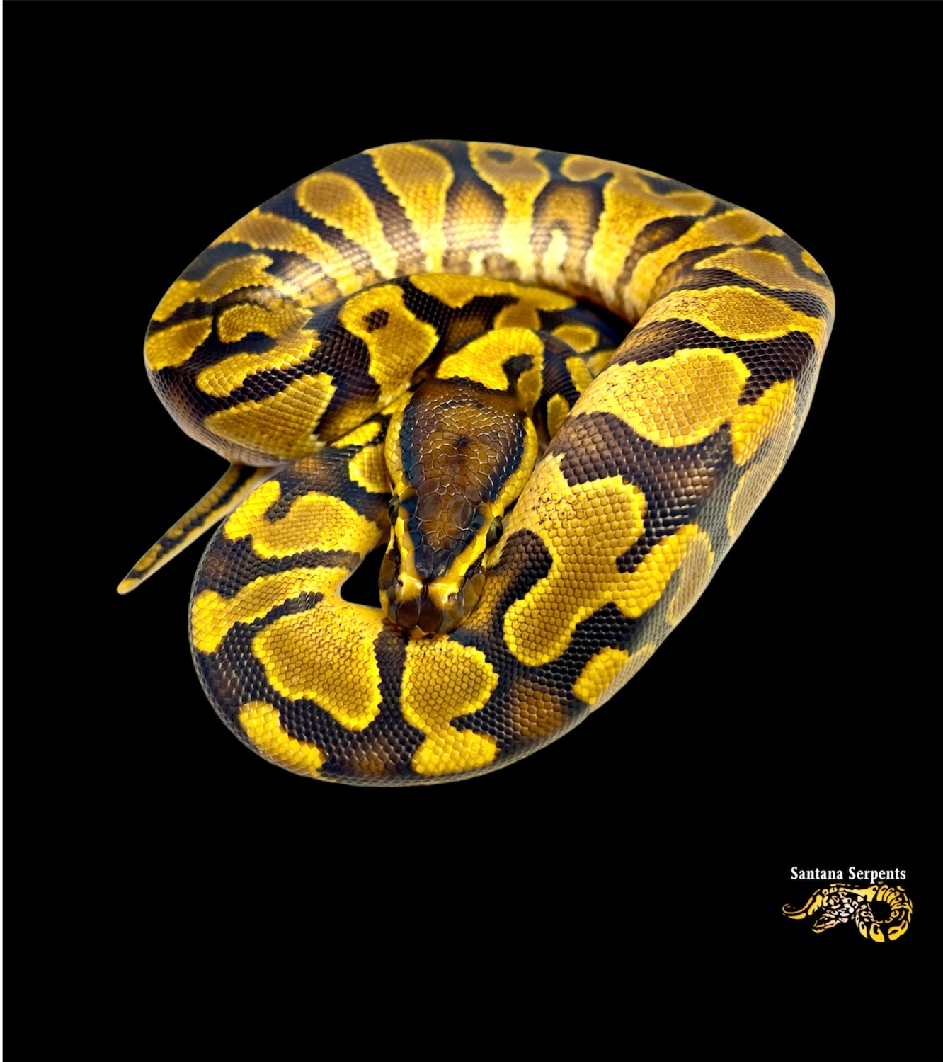 Orange Dream Yellowbelly/Gravel Ball Python by Santana Serpents ...