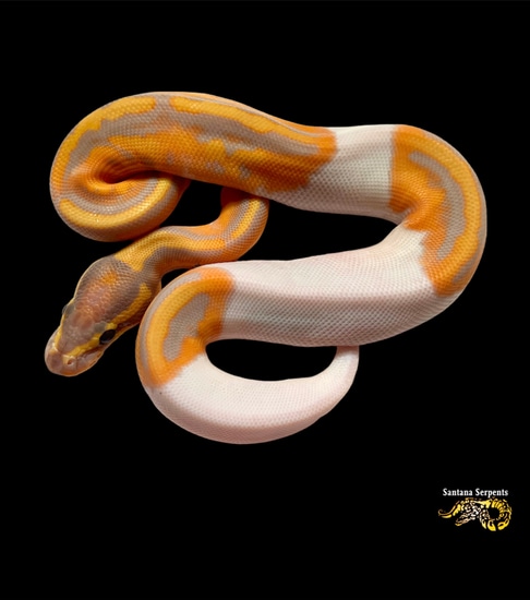 Banana Leopard Piebald Ball Python by Santana Serpents