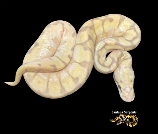 Pastel Orange Dream Enchi Lesser Yellowbelly Spider Pos Het Abino Ball ...