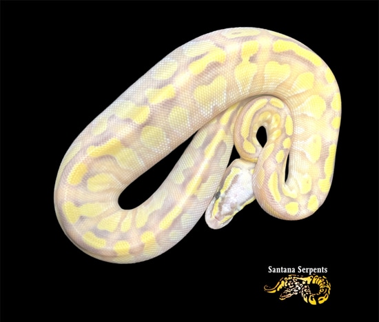 Super Pastel Orange Dream Enchi Lesser Yellowbelly Pos Het Albino Ball Python by Santana Serpents