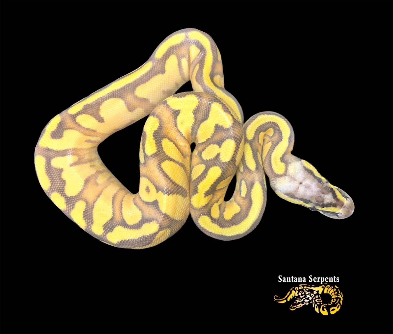 Super Pastel Orange Dream Enchi Yellowbelly Pos Het Albino Ball Python ...