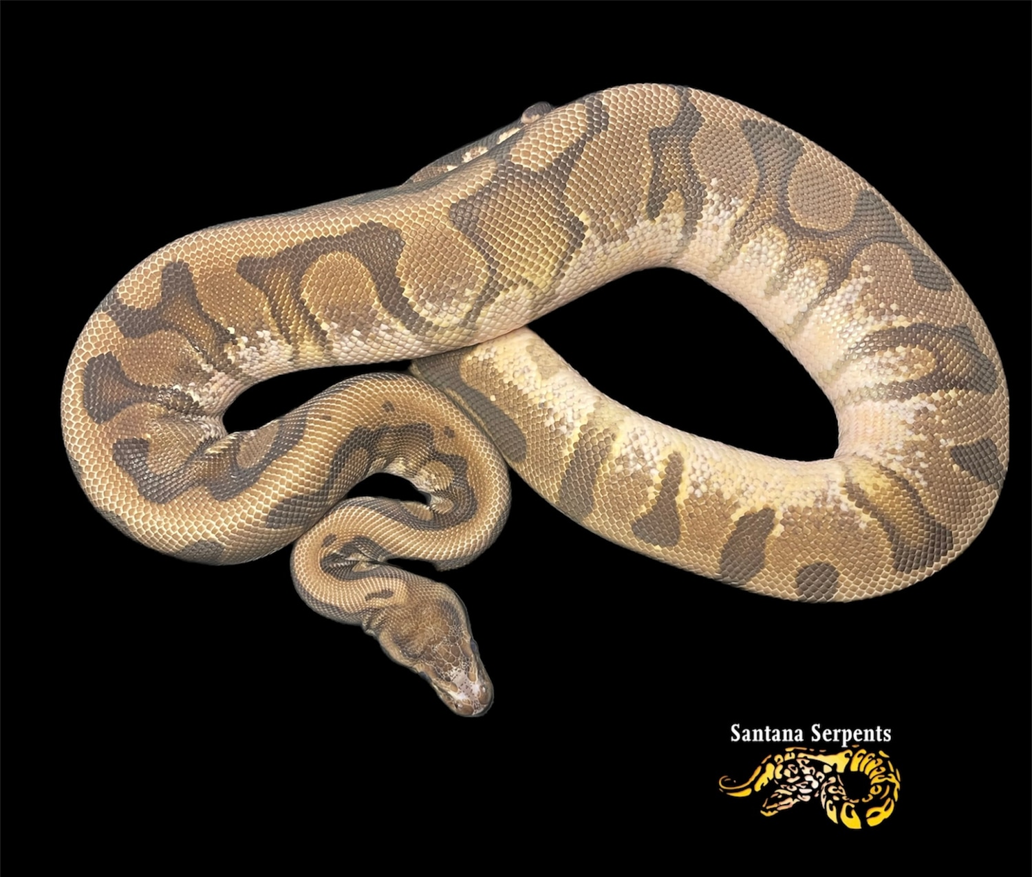 Pastel Hidden Gene Woma Scalelesshead Ball Python by Santana Serpents ...