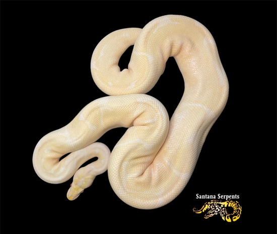 Spider Albino Het Pied Ball Python by Santana Serpents