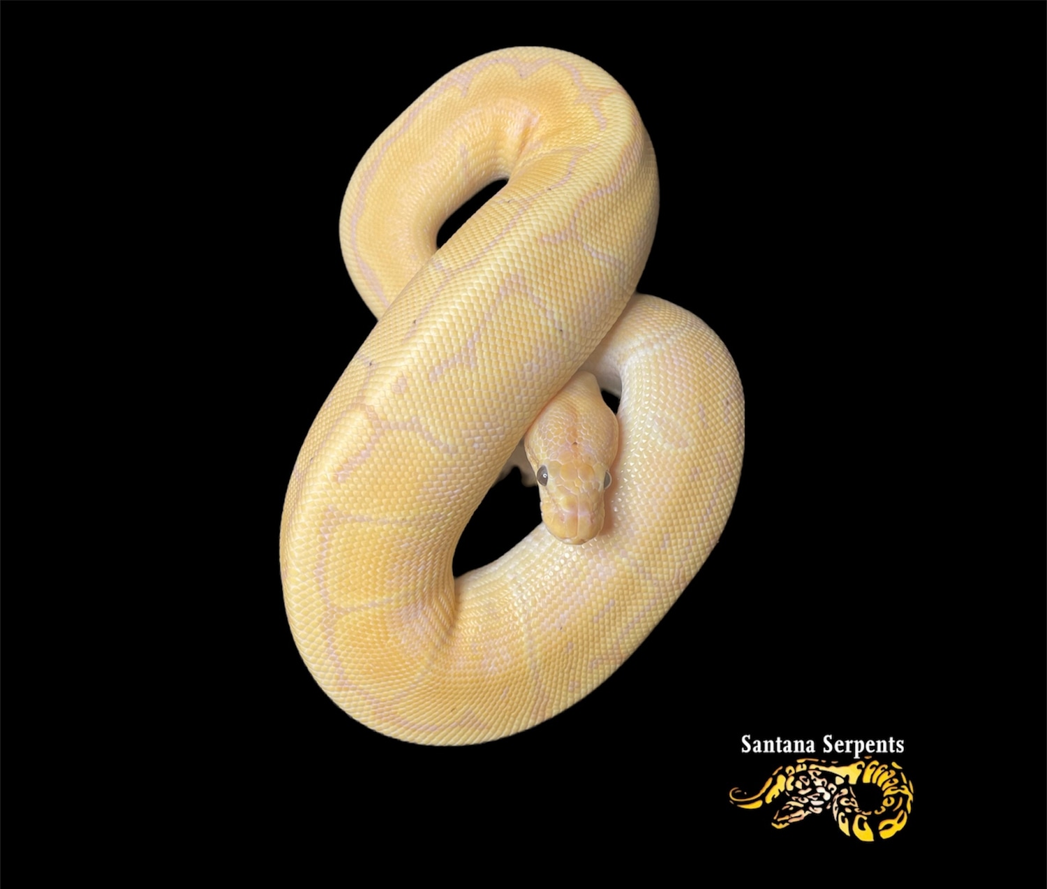 Pastel Banana Pinstripe Ball Python by Santana Serpents - MorphMarket
