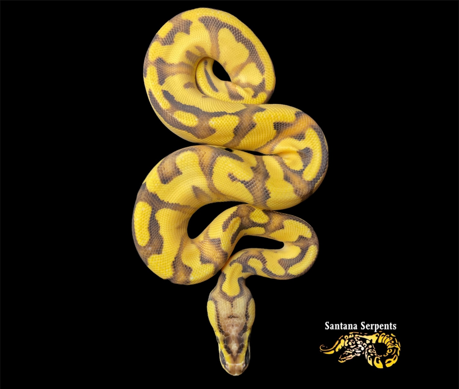 Pastel Orange Dream Enchi Yellowbelly Gravel Pos Het Albino Ball Python ...