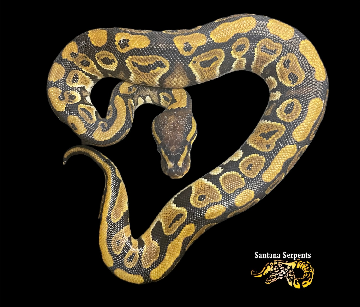 Normal Het Clown Ball Python by Santana Serpents - MorphMarket