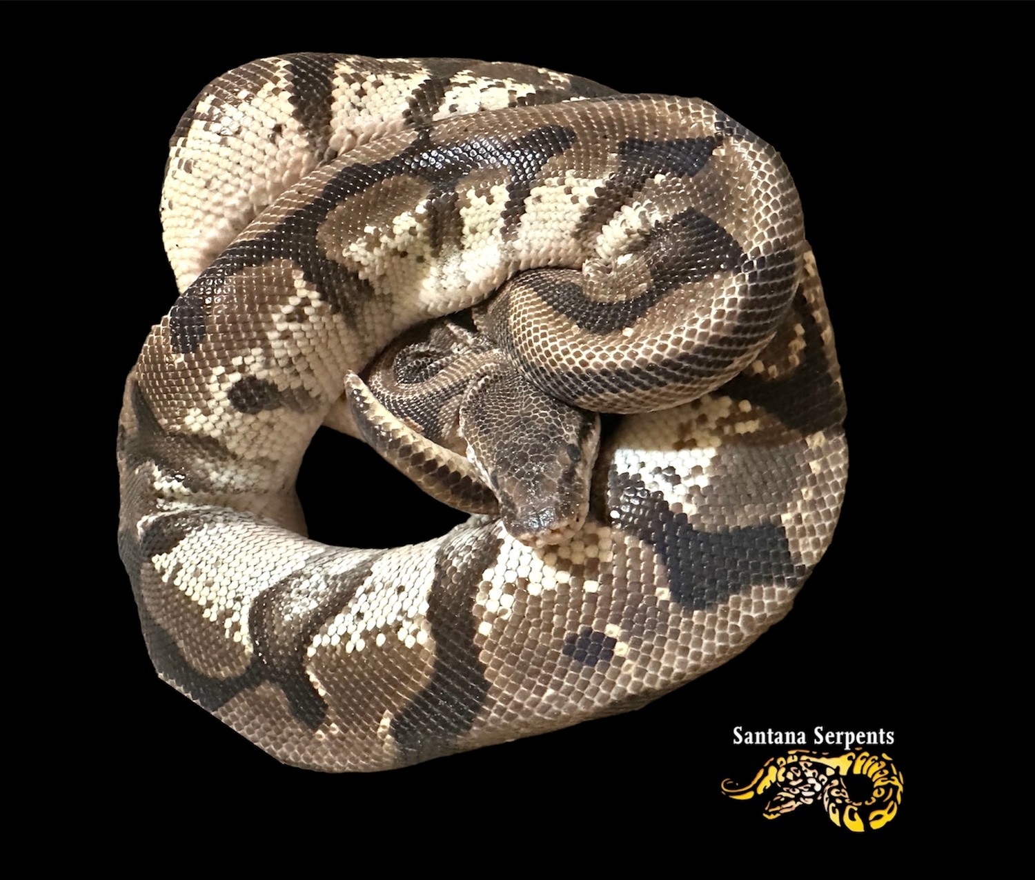 Pastel Lucifer Hidden Gene Woma Ball Python by Santana Serpents ...