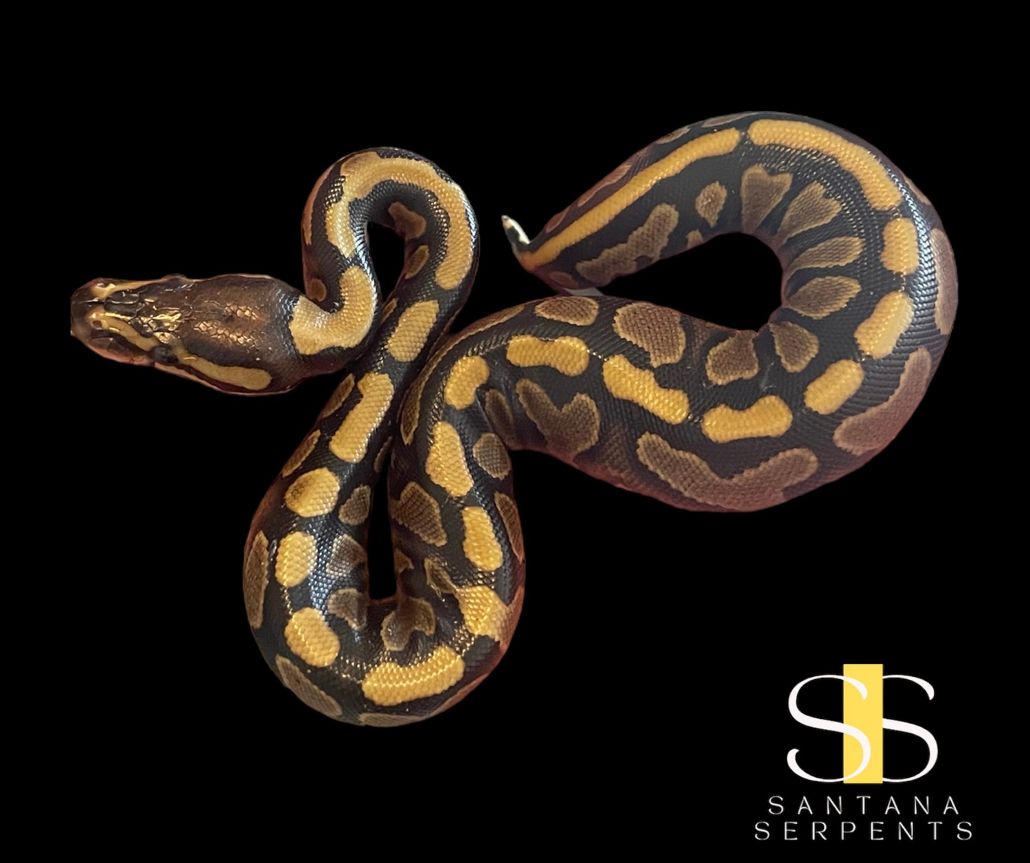 Yellowbelly Gravel Ball Python by Santana Serpents - MorphMarket