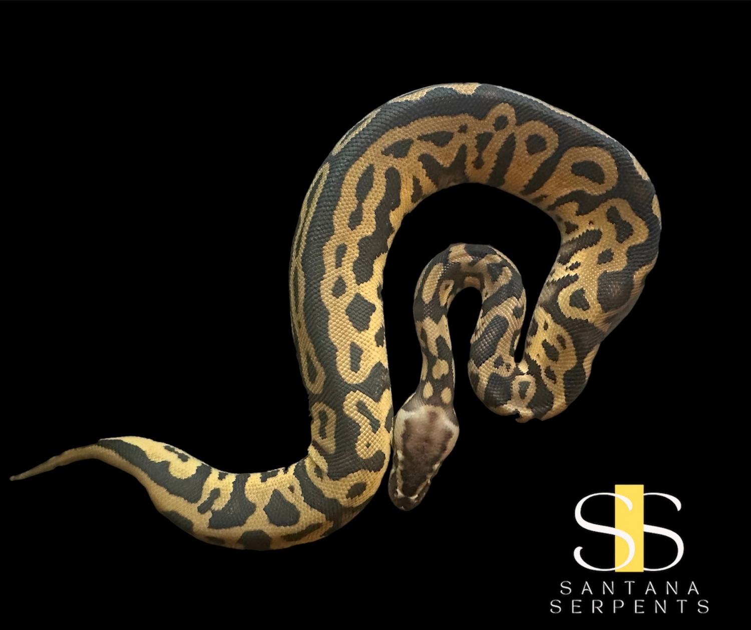 Pastel Leopard Het Clown Ball Python by Santana Serpents - MorphMarket