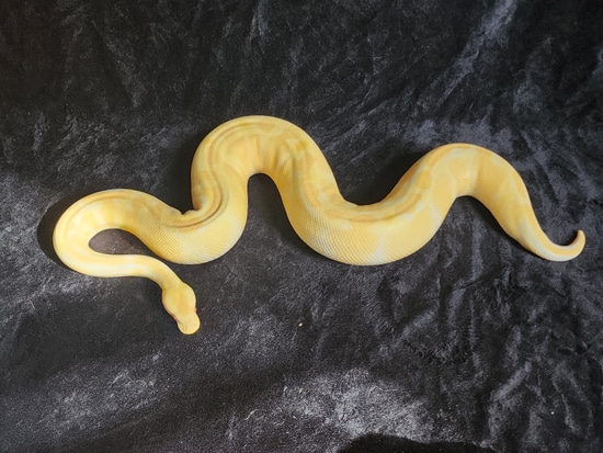 2019 Pastel Albino Het Pied Ball Python by Ball Pythons from Eden