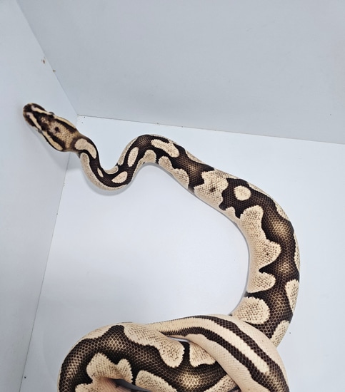 Super Orange Dream, Fire + Ball Python by Sapphire Habitats and Exotics LLC