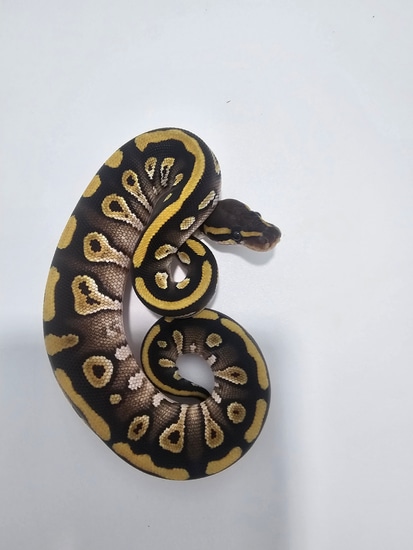 Mojave Het Clown Ball Python by Sapphire Habitats and Exotics LLC