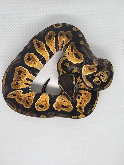 Black Head Pastel Het Hypo Ball Python by Sapphire Habitats and Exotics LLC