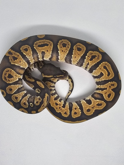 Blackhead Hypo Ball Python by Sapphire Habitats and Exotics LLC