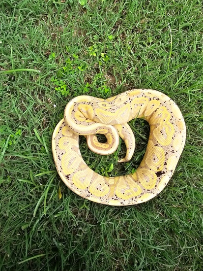 Banana Yellow Belly Black Pastel Ball Python by Sapphire Habitats and ...