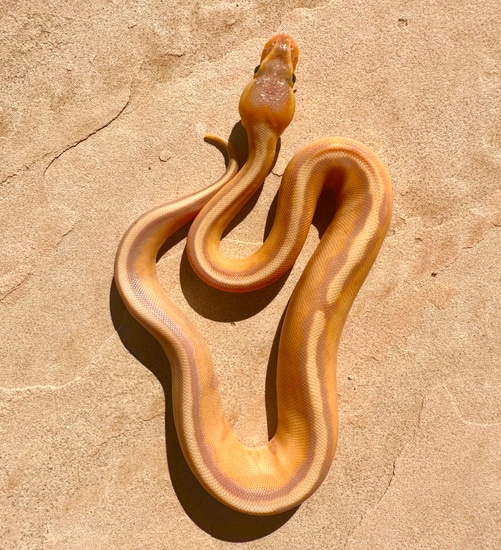 Coral Glow Genetic Stripe 50% Het Albino Ball Python by Sapphire Squamata