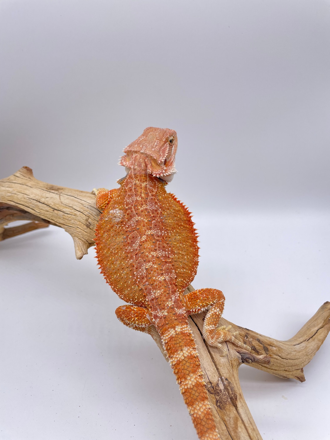 Hypo Red/Citrus/Tangie 100% Het Translucent Central Bearded Dragon by ...