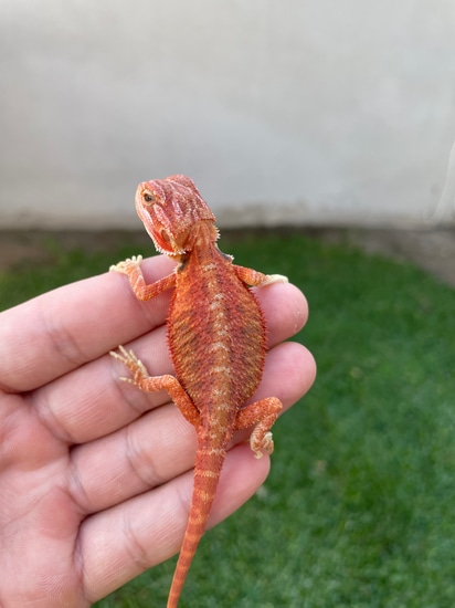 Red Hypo Translucent Central Bearded Dragon by Sapphire Dragons