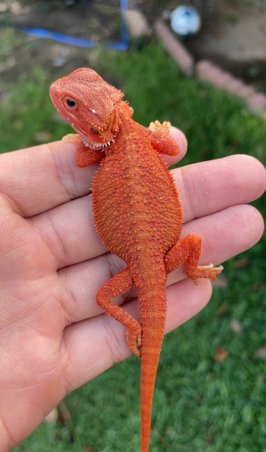 Red Hypo Translucent Central Bearded Dragon by Sapphire Dragons ...