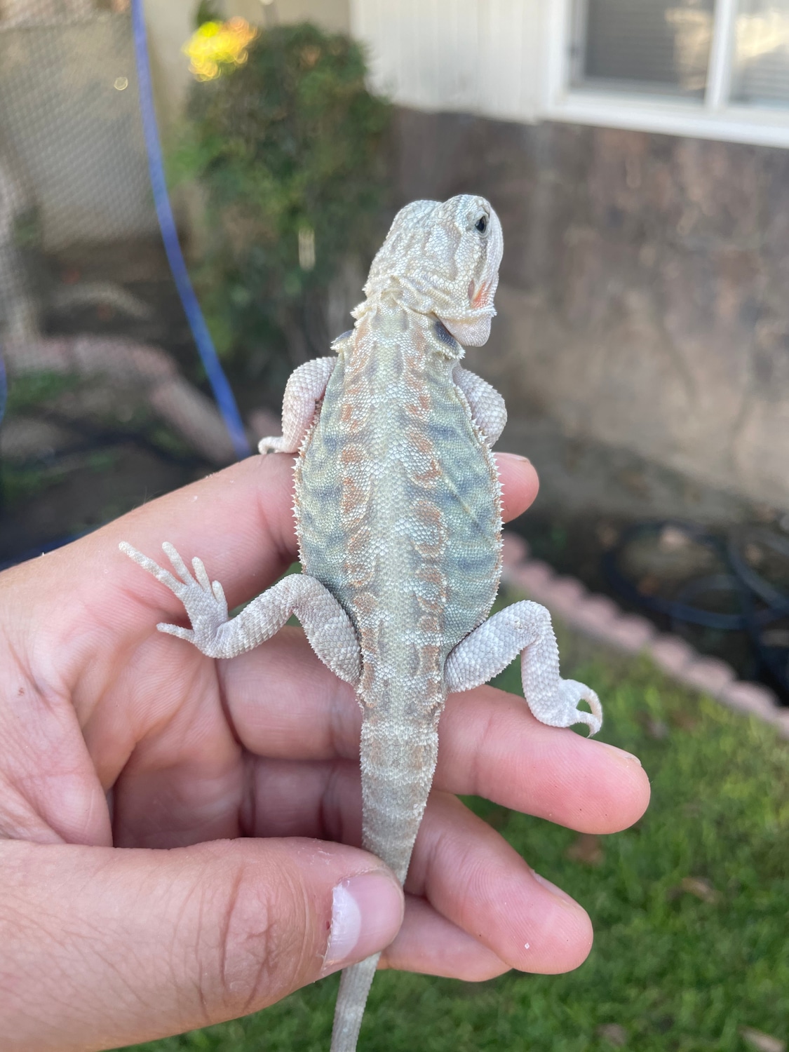 Polar White Hypo Translucent Poss Het Wero Central Bearded Dragon by ...