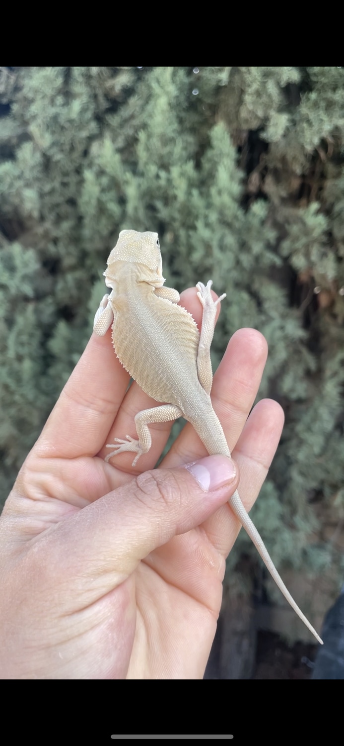 Hypo Witblits Het Translucent 66% Het Zero Central Bearded Dragon by ...