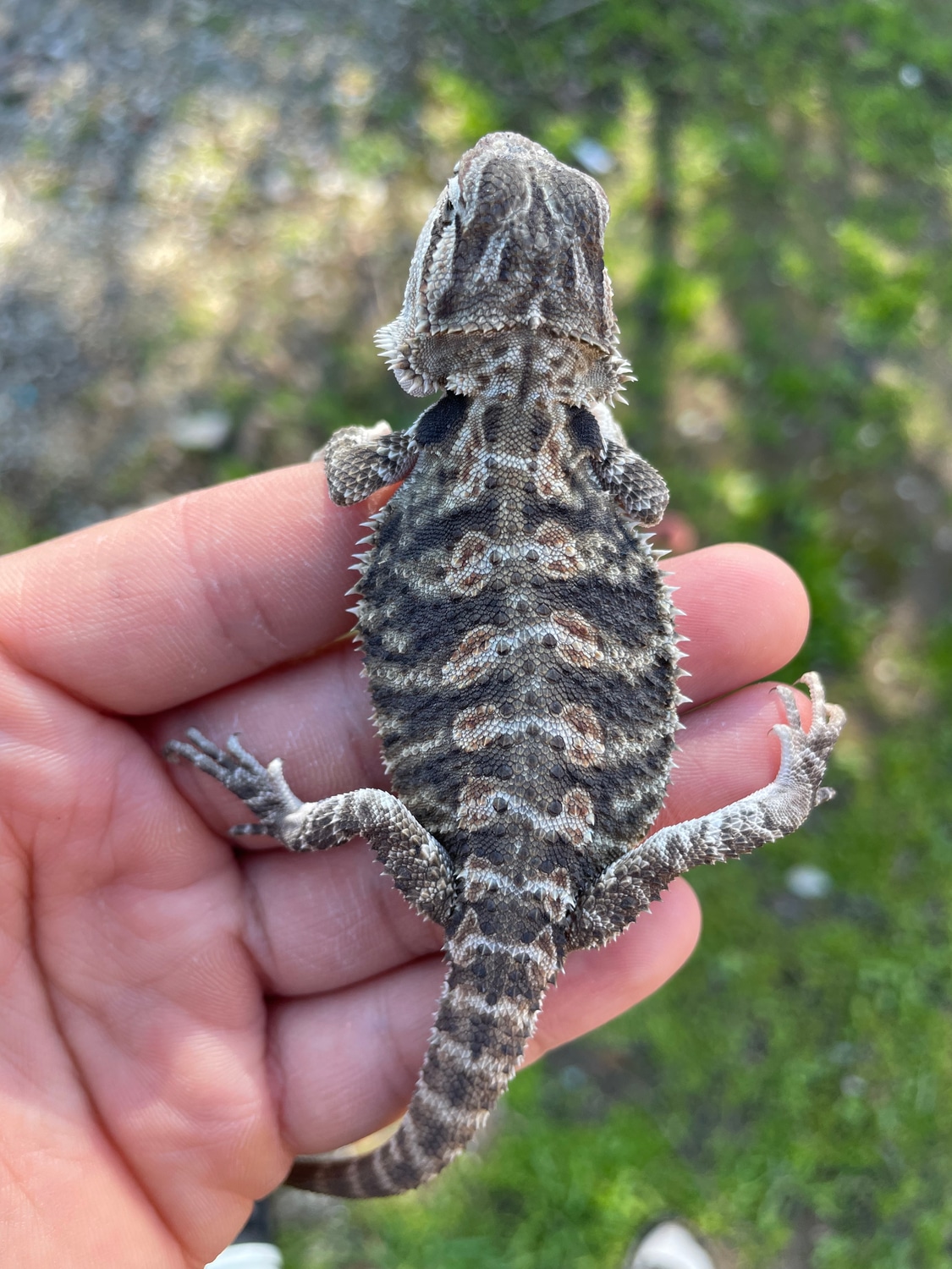 Hybrid Het Hypo Het Trans 66% Het Wero Central Bearded Dragon by ...