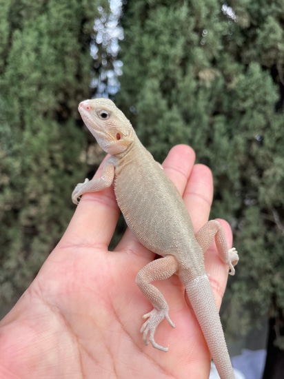 Hypo Translucent Witblits 66% Het Zero Central Bearded Dragon by ...