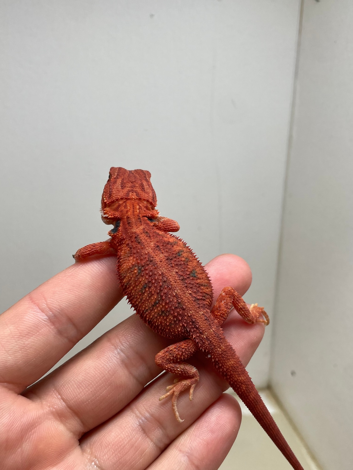 Red Hypo Translucent Central Bearded Dragon by Sapphire Dragons - MorphMarket