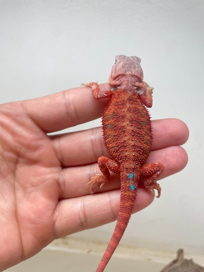 Red Hypo Translucent Import Lines Central Bearded Dragon by Sapphire ...
