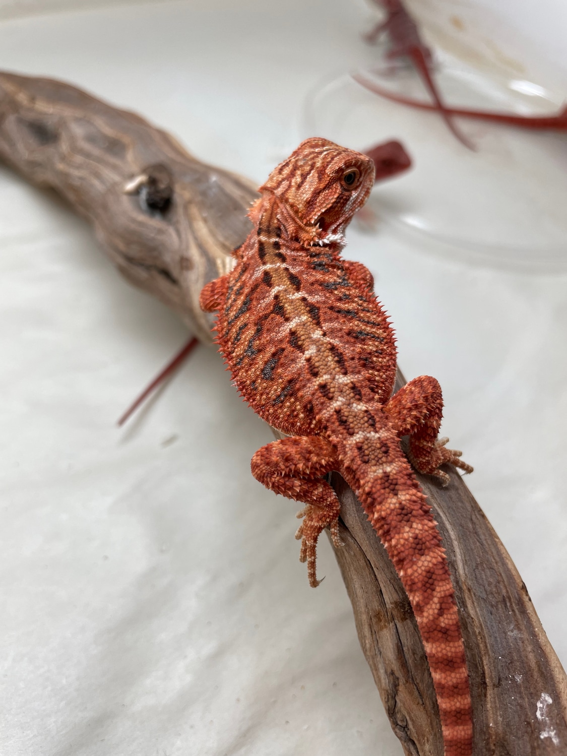 1/2 Red Monster 100% Het Translucent 50% Het Hypo Central Bearded ...