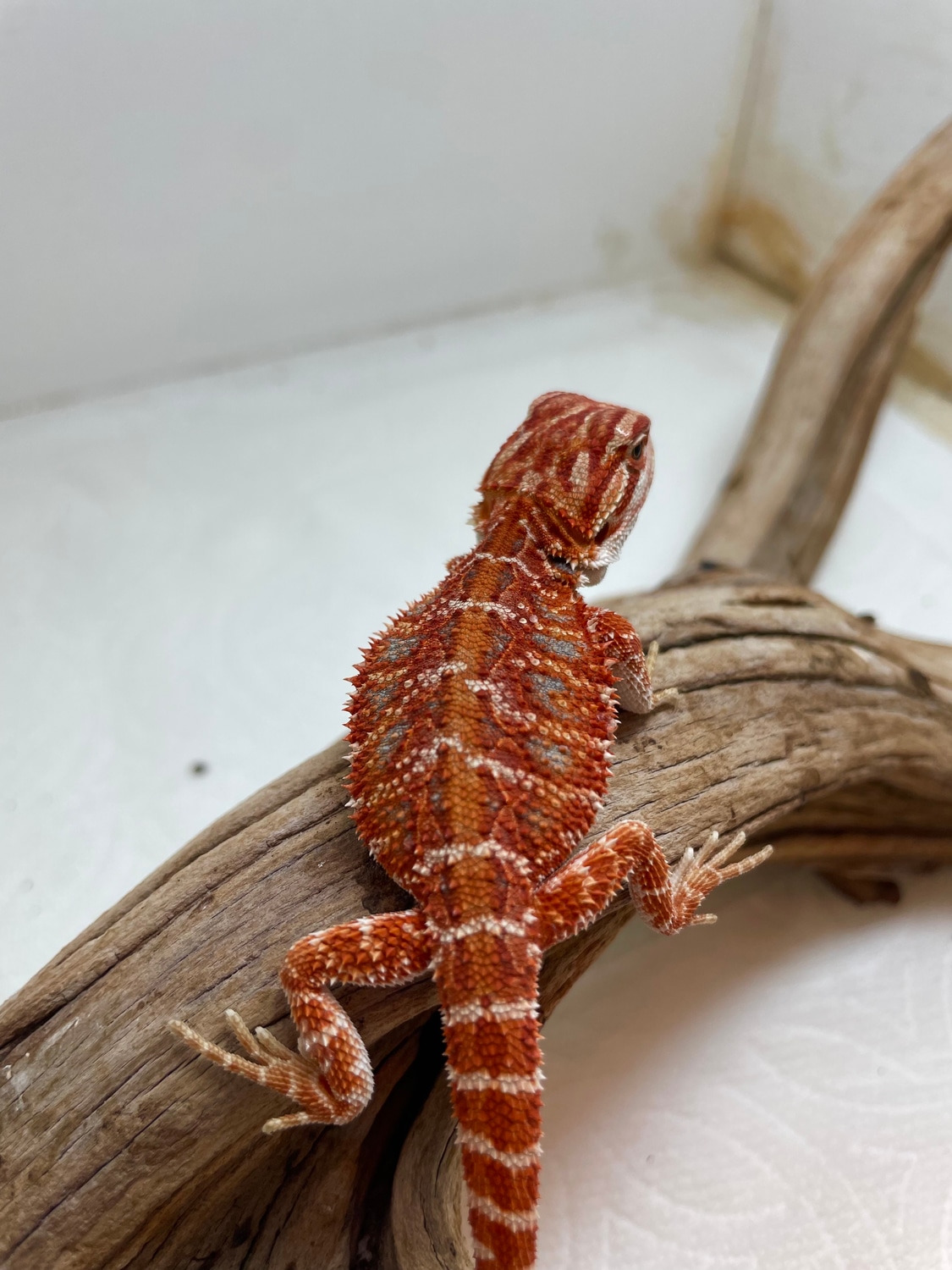 Memorial Weekend Sale : Red Hypo Blue Bar Het Translucent German Lines ...