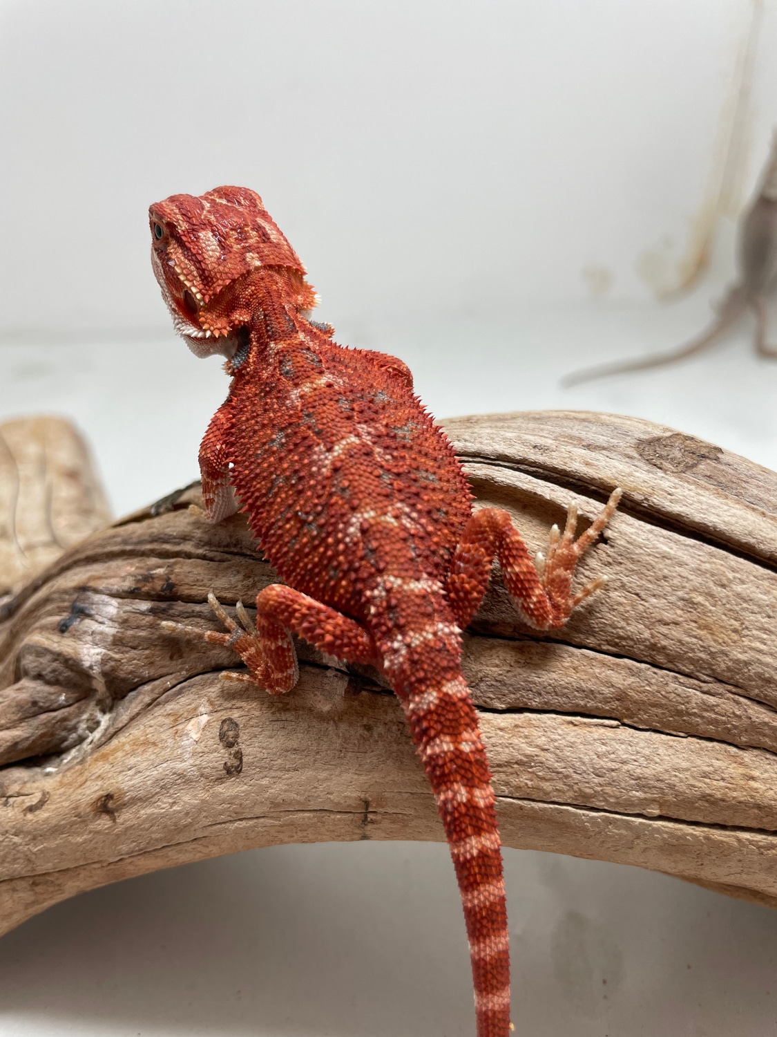 Extreme Red Hypo Het Translucent German Import Lines Central Bearded Dragon by Sapphire Dragons ...