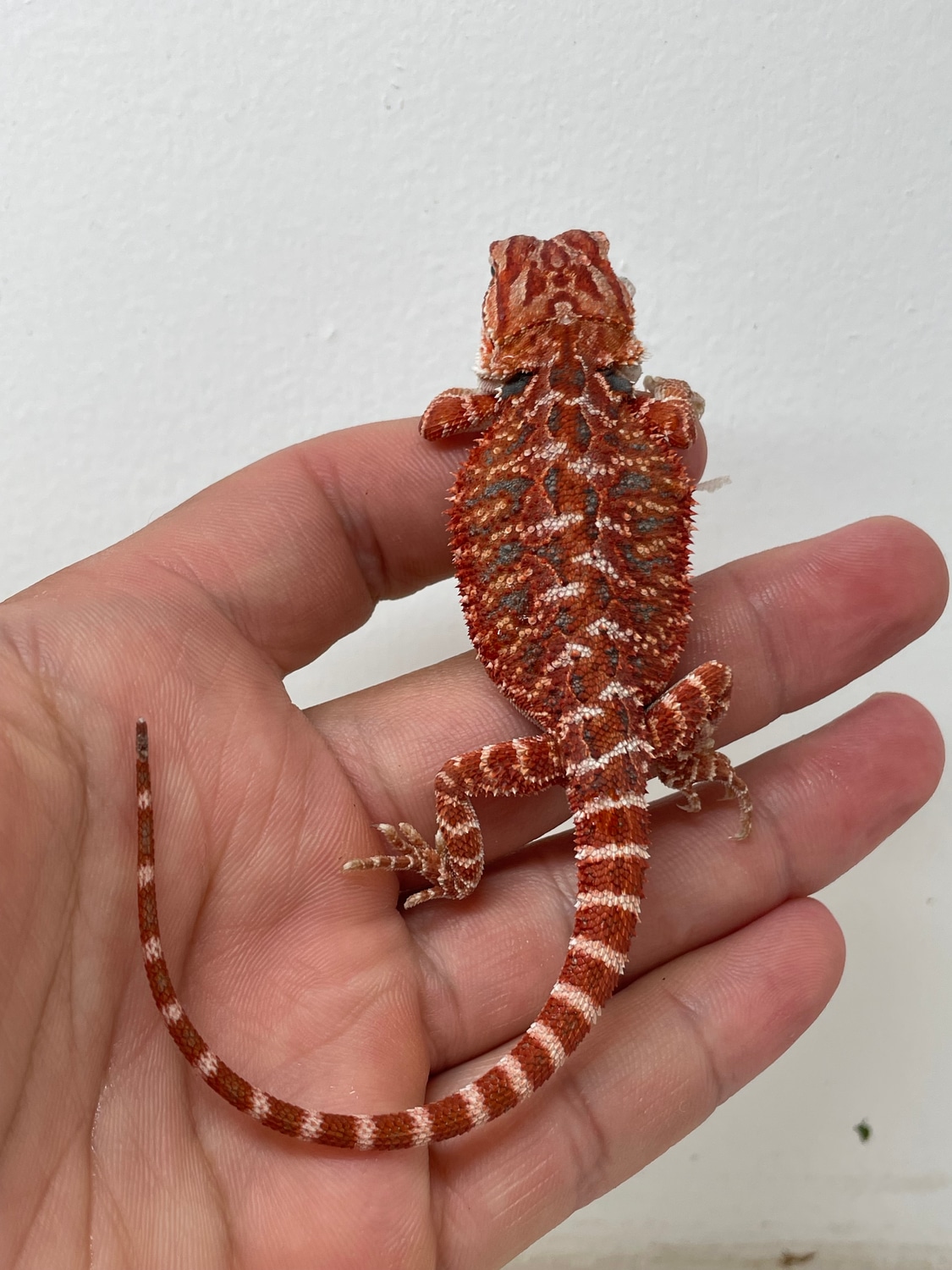 Red Hypo Tiger 100% Het Translucent German Import Lines Central Bearded ...