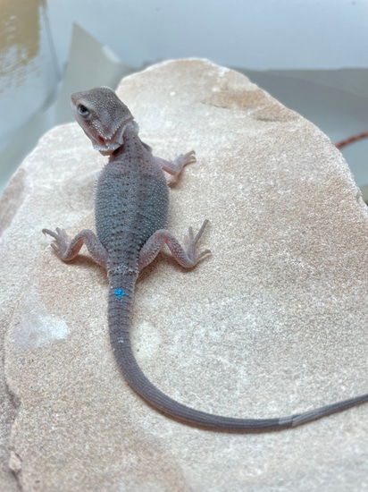 Translucent Zero Het Hypo Central Bearded Dragon by Sapphire Dragons