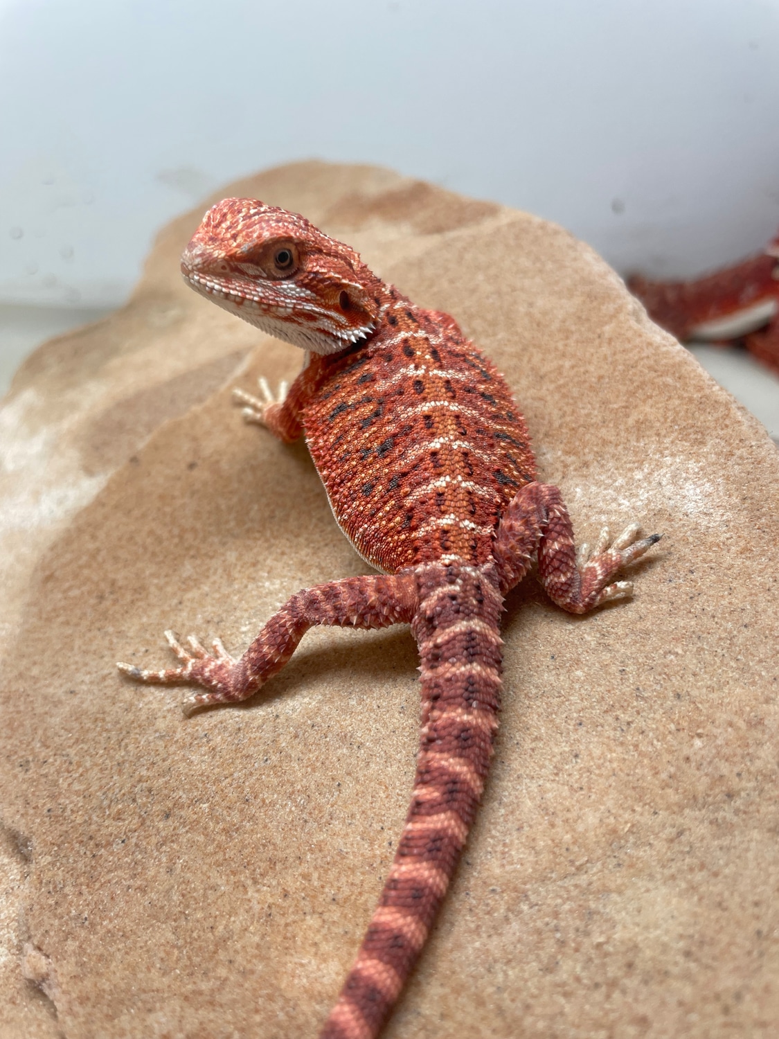 1/2 Red Monster 100% Het Translucent 50% Het Hypo Central Bearded Dragon by Sapphire Dragons ...