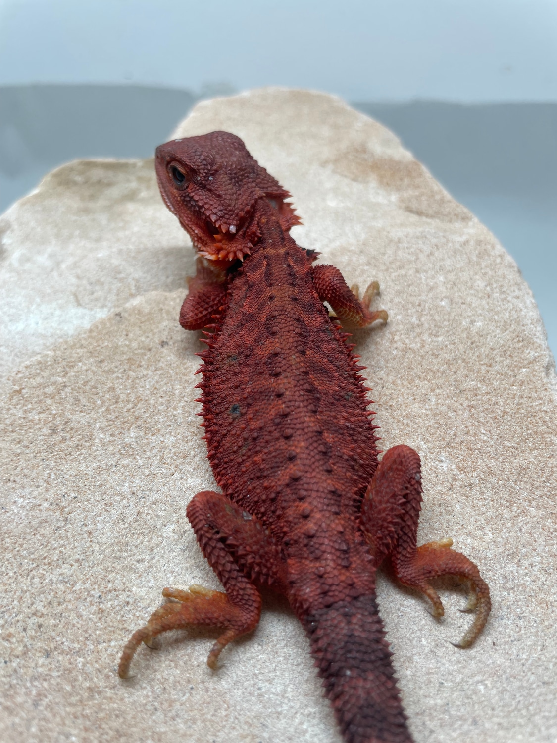 Translucent Red Monster Low Expression Paradox Central Bearded Dragon by Sapphire Dragons ...